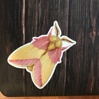 Rosy Maple Moth Vinyl Sticker - Etsy