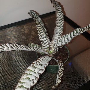 BROMELIAD LIVE Cryptanthus "absolute Zero" - Potted - Etsy