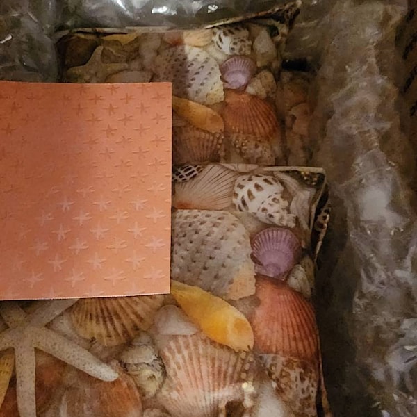 25+ Scallop Sea Shells, Florida Scallops, Sanibel Scallop Shells ...