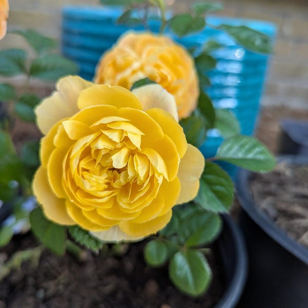 Rose M-perzik US Seller 佩尔朱克 1 Gallon - Etsy