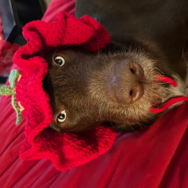 Crochet Red Devil Bonnet - Etsy