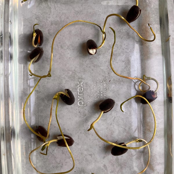 50pcs Pink Pooh Sunflower Seeds Unique Pink Blooms Non-gmo, Heirloom ...