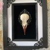 Gothic Unusual Crow Raven Foot in Vintage Style Ornate Frame on Velvet ...