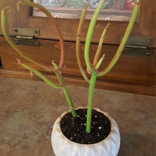 Bulbine Frutescens Succulent Cape Balsam Evergreen Drought Resistant ...