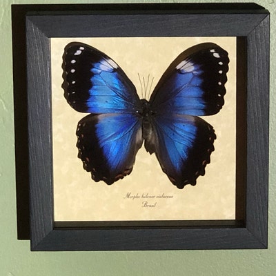 Stunning Diamond Morpho Collection Real Framed Blue Morpho - Etsy