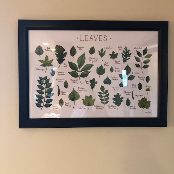 Leaves of North America Field Guide Art Print / Watercolor Tree ...