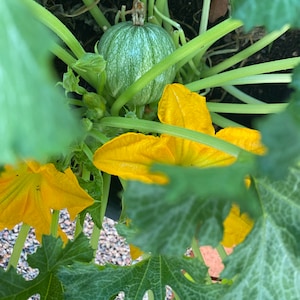 Extra Spirits Smudging Sage Fan - Etsy