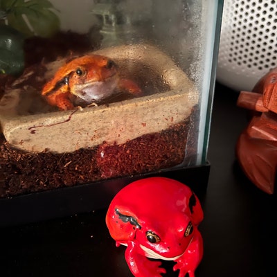 Strawberry Pineapple Pacman Frog Figure Realistic Handpainted Resin ...