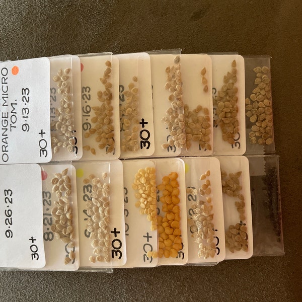 Aztec Gold Micro Dwarf Tomato 30+ Fresh Seeds for 2026 - Etsy