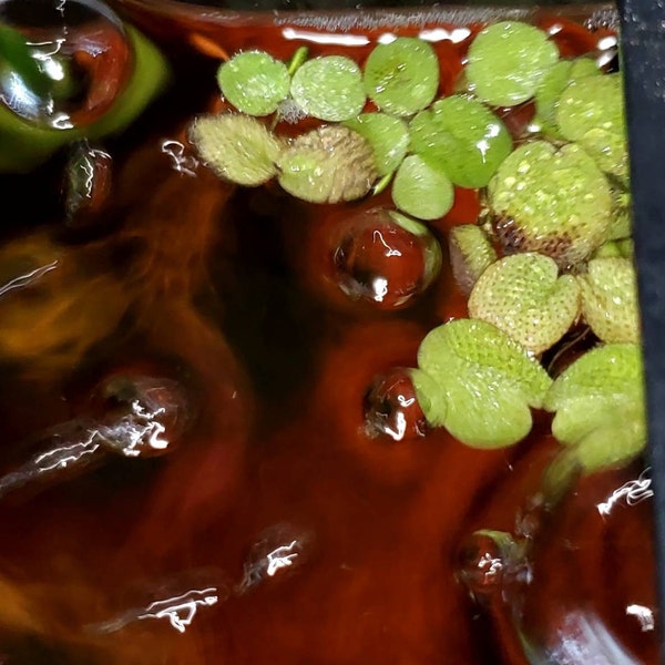 Dwarf Water Lettuce, Pistia Stratiotes, Live Aquarium Plant (12 Plants ...