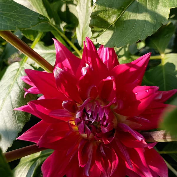 Sam Hopkins Dahlia Tuber - Etsy