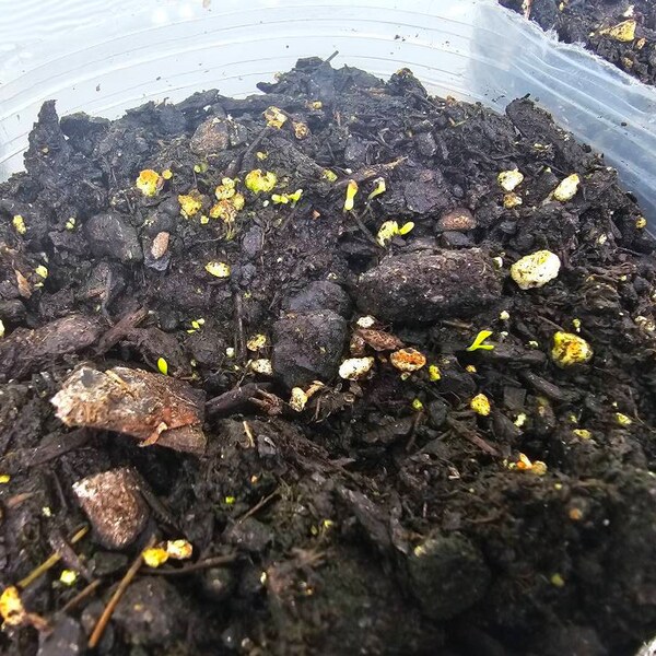 Gobo Burdock, Organic, 50 Seeds, Niu-bang, Arctium Lappa, Burdock Root ...