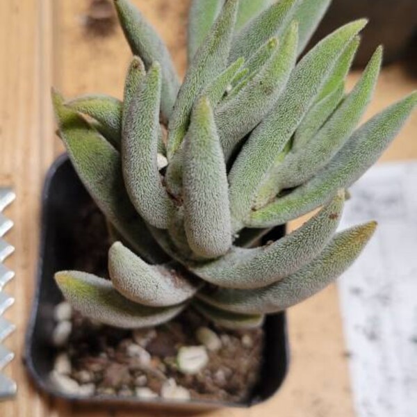 Crassula Mesembryanthemoides 'tenelli' Succulent Plant - Etsy