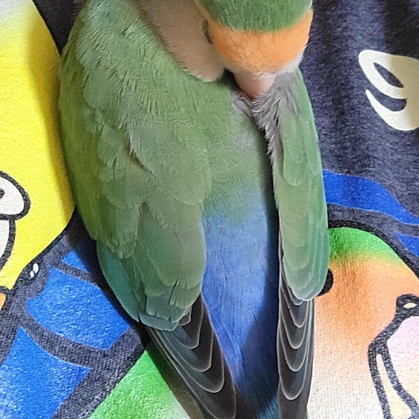 T-rex Blue Monk Parakeet T-shirt, Parrot Lover Tee, Birb Memes Clothes ...