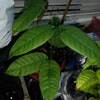 Bacuri Bacurizinho Garcinia Acuminata Mangosteen Tropical - Etsy