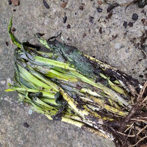 5 Wild Orange Day Lilly Plants Root System Only Twany Ditch - Etsy