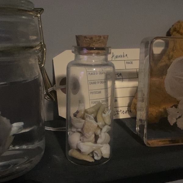 10 Real Human Teeth (molars, Premolars, & Anteriors) - Etsy