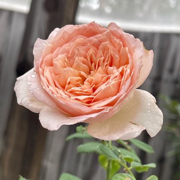 Chinese Julie. Climbing Rose Hanxian 涵仙，cut Rose. Highly Recommended ...