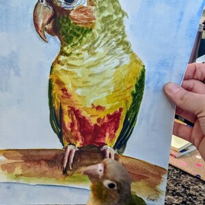Conure Parrot Original Watercolor Painting Print - Etsy
