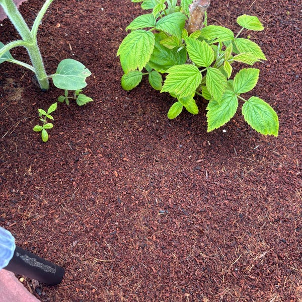 3 Blackberry Plants "triple Crown"-thornless (3 Large 1 Year Old Plug ...