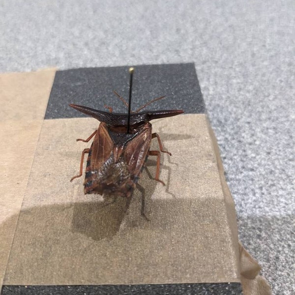 Cicada.tacua Speciosa Real Specimen - Etsy