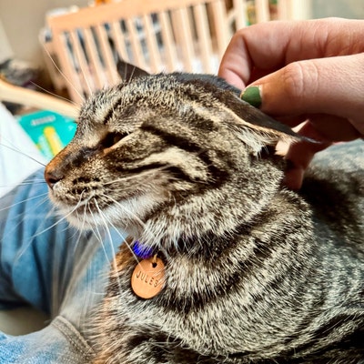 Cat Tag, Leather Tag, Silent ID Tag, Personalized Cat Tag, Small Dog ...