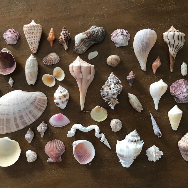 SWFBeachLifeStore - Etsy