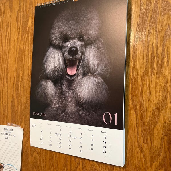 Xolo Calendar 2025, Xoloitzcuintle Gifts, Unique Dog Calendar, Hairless ...