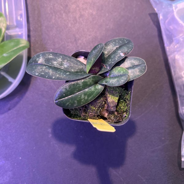 Rlc. Sung Ya Green 'mailman' (2.5” Pot) - Etsy