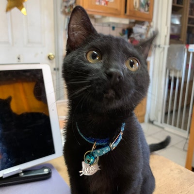 Cat ID Tag Custom Hand Stamped Name & Phone Number Cat Tag Cat - Etsy