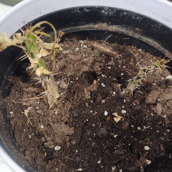 Live Texas Privet/ Ligustrum Japonicum Texanum Come With a One-gallon ...