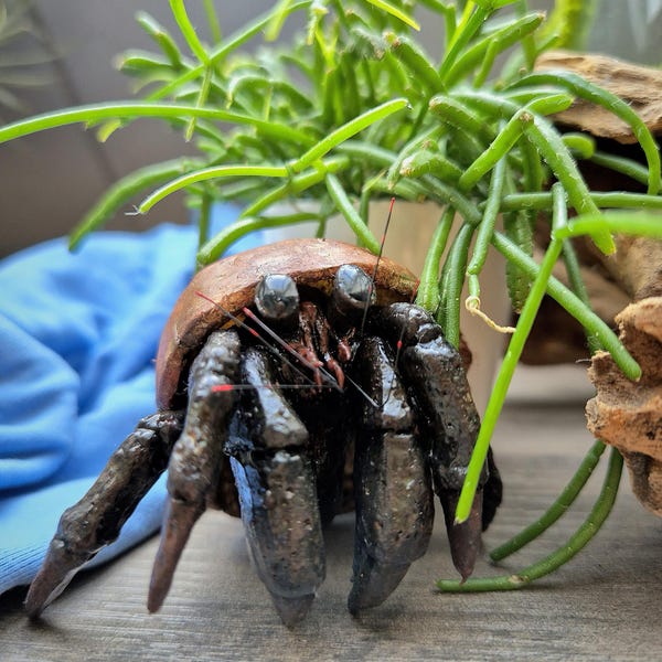 Voodoo Doll Needles Creepy Platinum Silicone Rag Sewing Pin Halloween ...