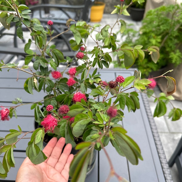 Powder Puff RED DWARF Flowering Shrub Plant Attracts Hummingbirds ...