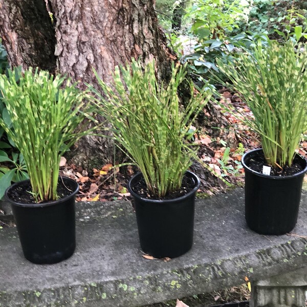 Hosta TRUE Chartreuse With White/cream Edges 'american Dream' in 4.5x5 ...