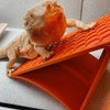 Reptile Climbing Ramp, Bearded Dragon Basking Platform, Rock Wall ...