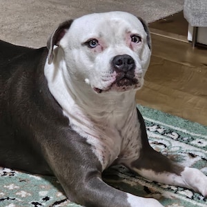 Fake Tequila Shot - Etsy