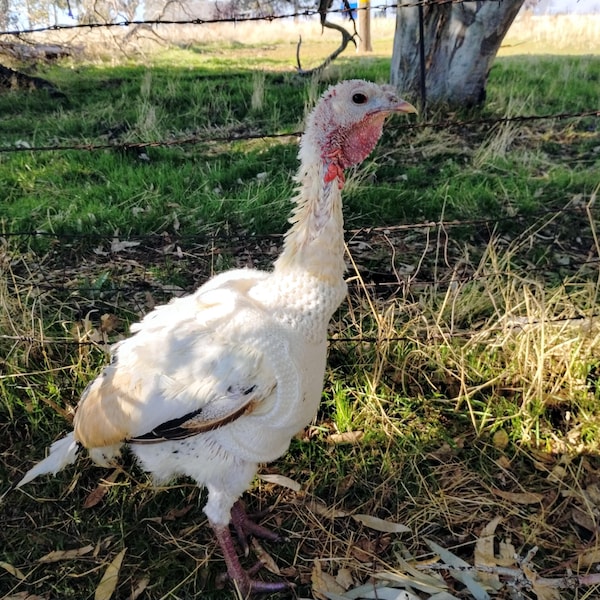 Knit Chicken Sweaters (medium Weight) - Hen Clothing - Poultry ...