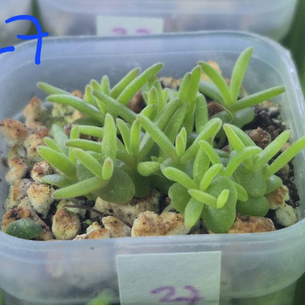 Delosperma napiforme / 20 zaden - Etsy Nederland