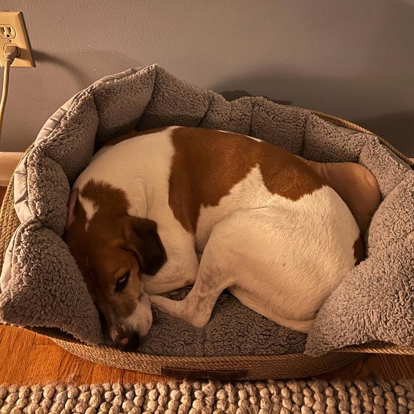Handmade Dog Bed, Basket Cat Bed, Dog Bed, Pet Bed, Cat Bed, Dog Basket ...