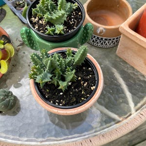 Aloe White Fox Rare Succulent Live Plant - Etsy