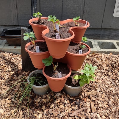 Ranunculus Aviv Rose Buy 4 Get 1 Free - Etsy