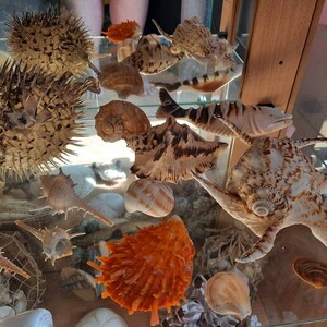 Strombus Gallus Rooster Conch Shell 45 1 | Etsy