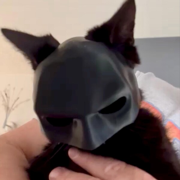 Batcat Mask for Cats, Black 3D Printed, Halloween Costume for Your Cat ...