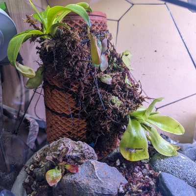 Waterproof 18 Inches Geometric Terrarium Galaxius Stunning Parametric ...