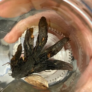 Bone Throwing Oracle Set no2 tarot runes bones curios ritual | Etsy