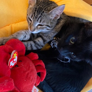 Siamese Catnip Toy Tuxedo Cat Catnip Toy Panther Catnip | Etsy