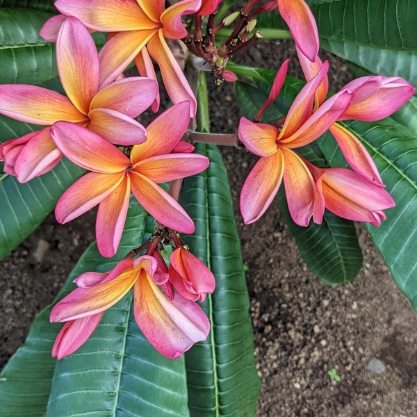 Hawaiian Frangipani Plumeria KANEOHE SUNBURST Unrooted Cutting 10-12 in ...