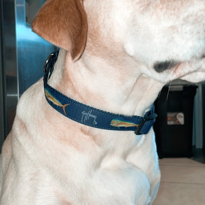 Guy Harvey Bull Dolphin Dog Collars From Navy, Pink & Seaform - Etsy