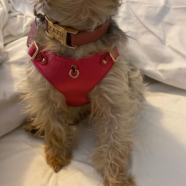 BECHIVA Soft Real Leather Harness for Small Dogs/cats. Chihuahua ...