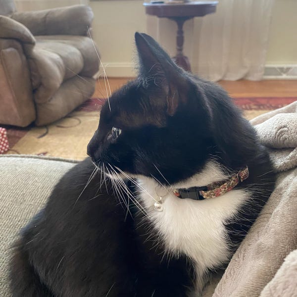 Cat Bell Cute Jingle Bell / Cat Collar Bell / Cat Collar With Bell ...